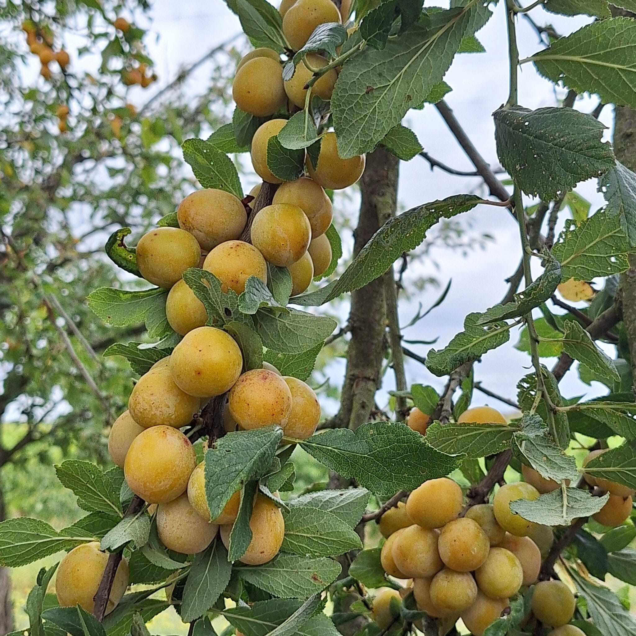 Mirabelle de Nancy - Les Fruitiers d'Emile