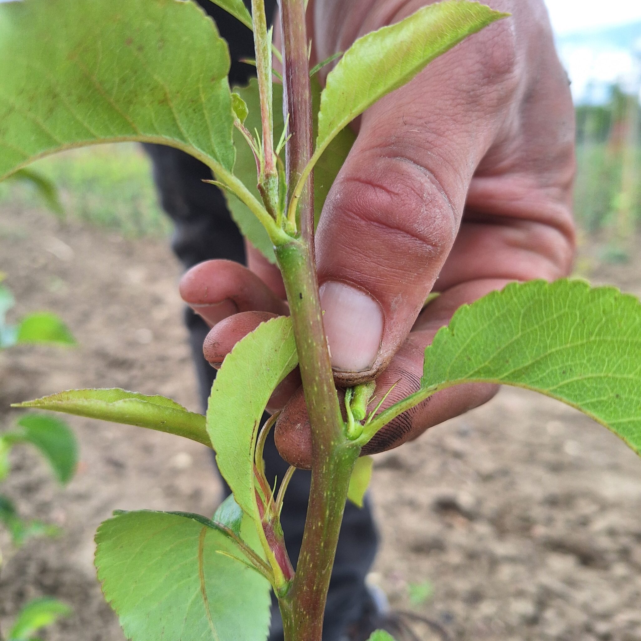 La demi-tige, une forme de fruitier qui demande patience et savoir ...