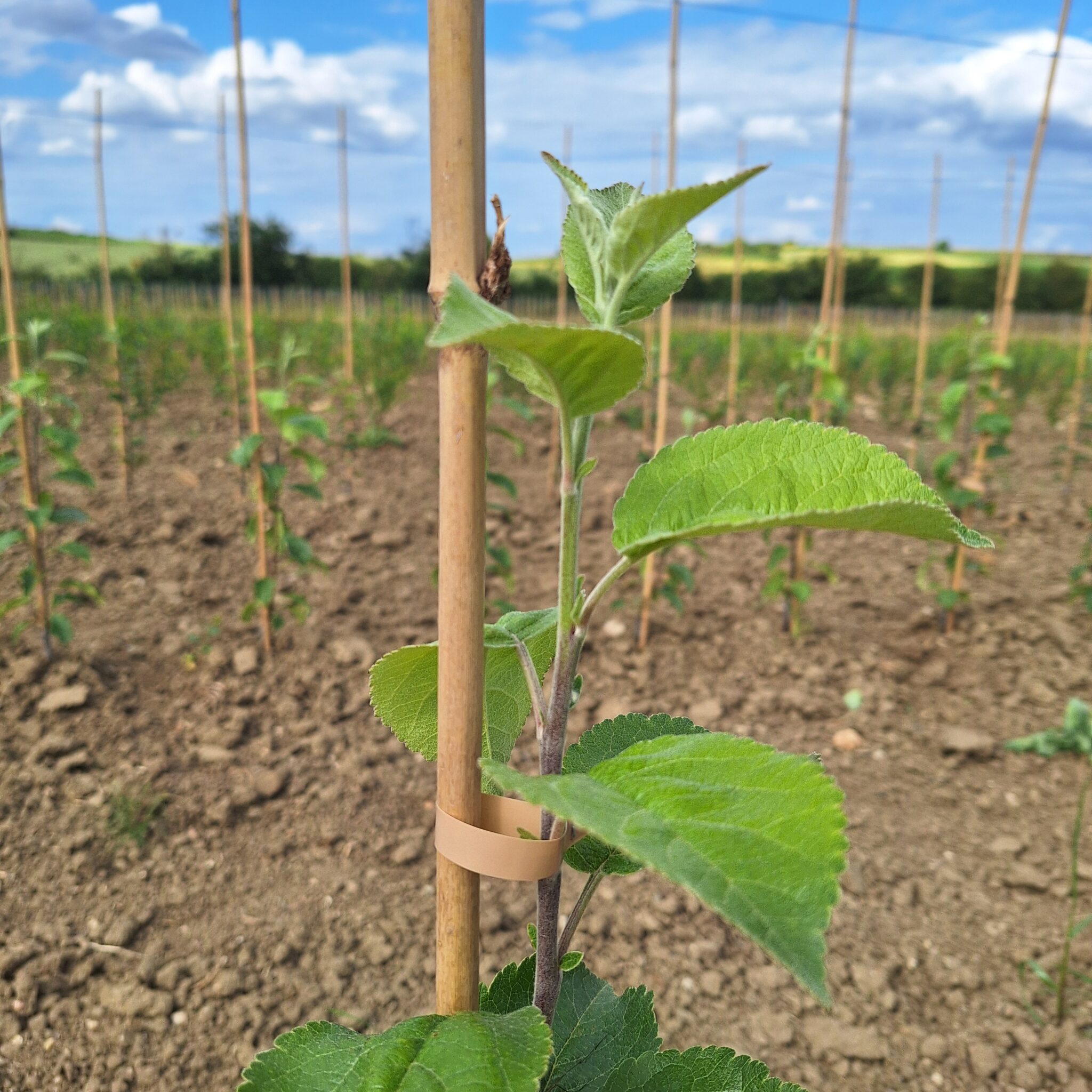 La demi-tige, une forme de fruitier qui demande patience et savoir ...