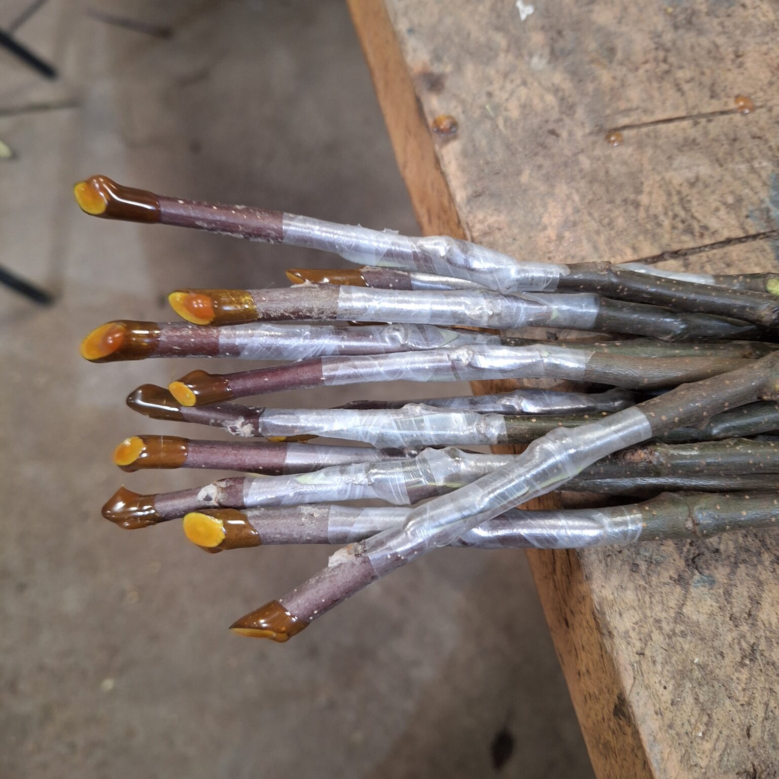 La demi-tige, une forme de fruitier qui demande patience et savoir ...