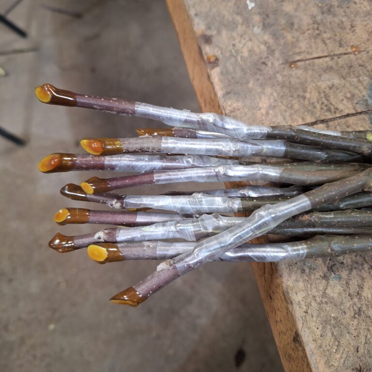 La demi-tige, une forme de fruitier qui demande patience et savoir ...