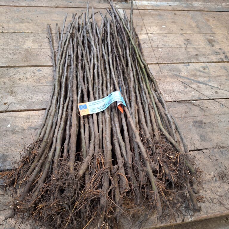 La demi-tige, une forme de fruitier qui demande patience et savoir ...