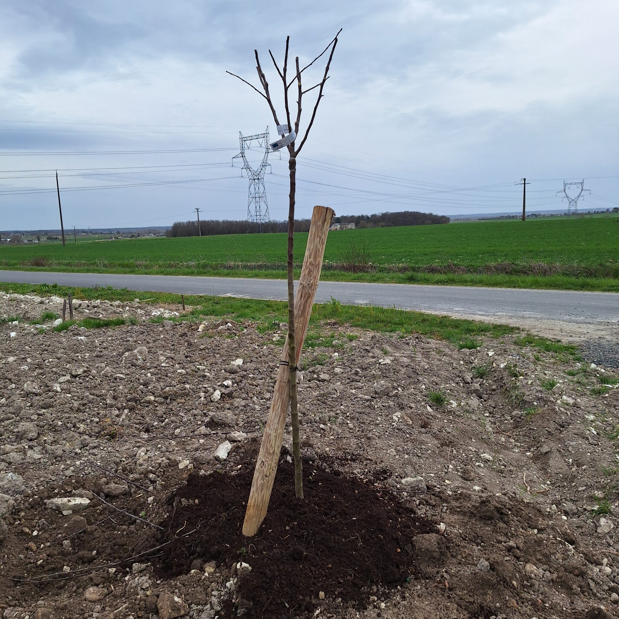 La demi-tige, une forme de fruitier qui demande patience et savoir ...