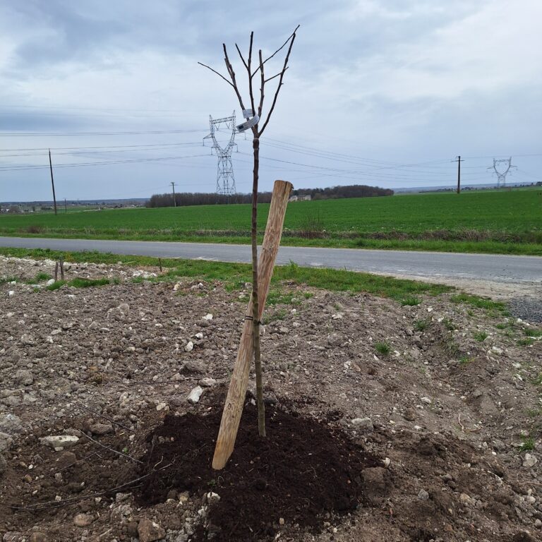 La demi-tige, une forme de fruitier qui demande patience et savoir ...