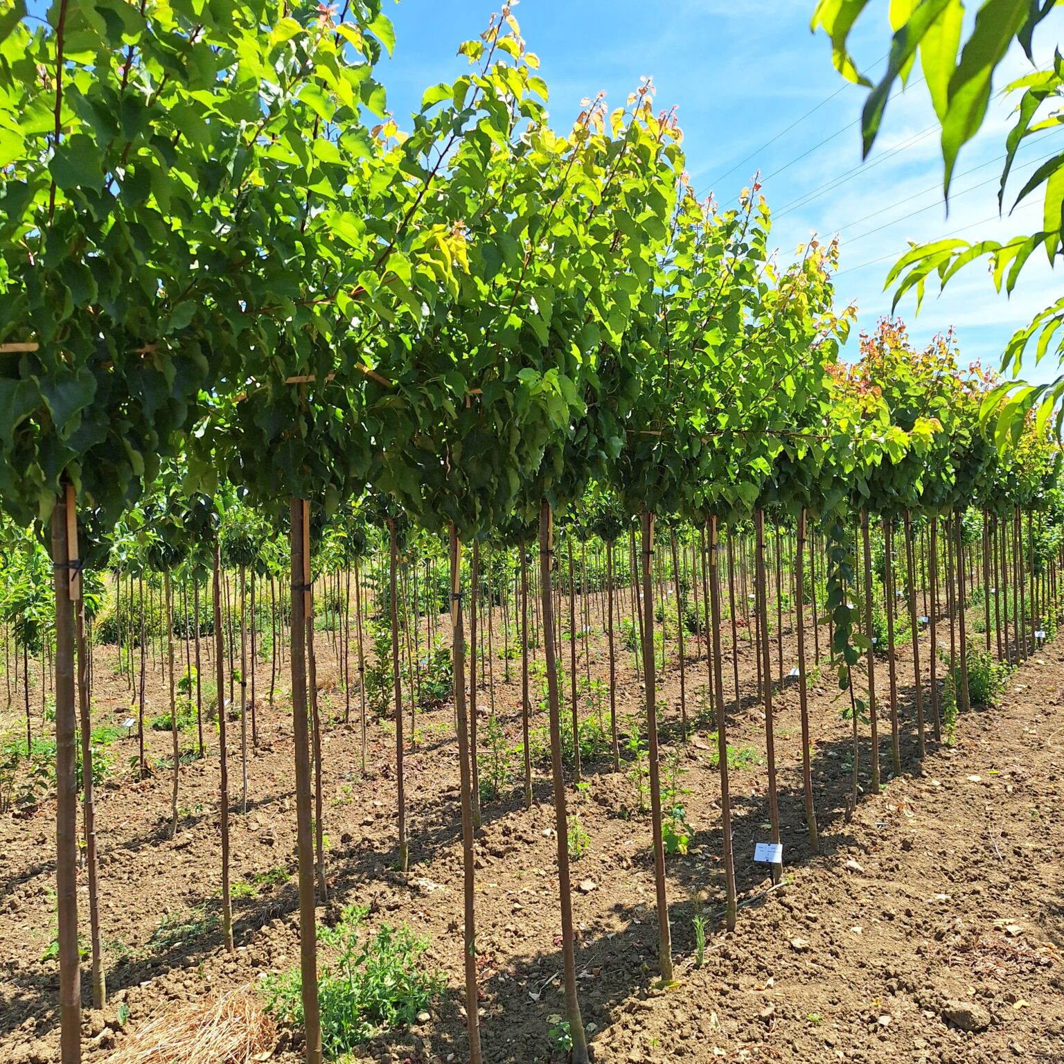 La demi-tige, une forme de fruitier qui demande patience et savoir ...