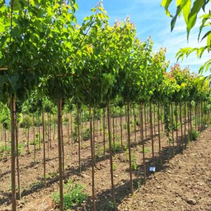 La demi-tige, une forme de fruitier qui demande patience et savoir ...