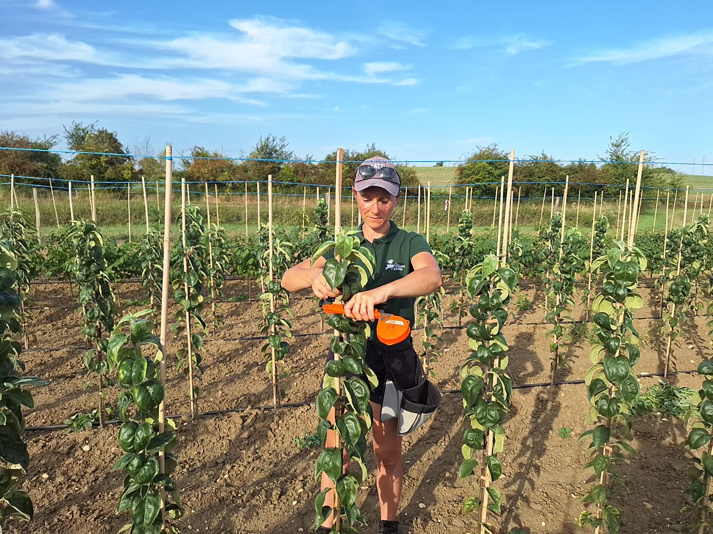 La demi-tige, une forme de fruitier qui demande patience et savoir ...