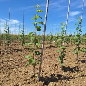 La demi-tige, une forme de fruitier qui demande patience et savoir ...