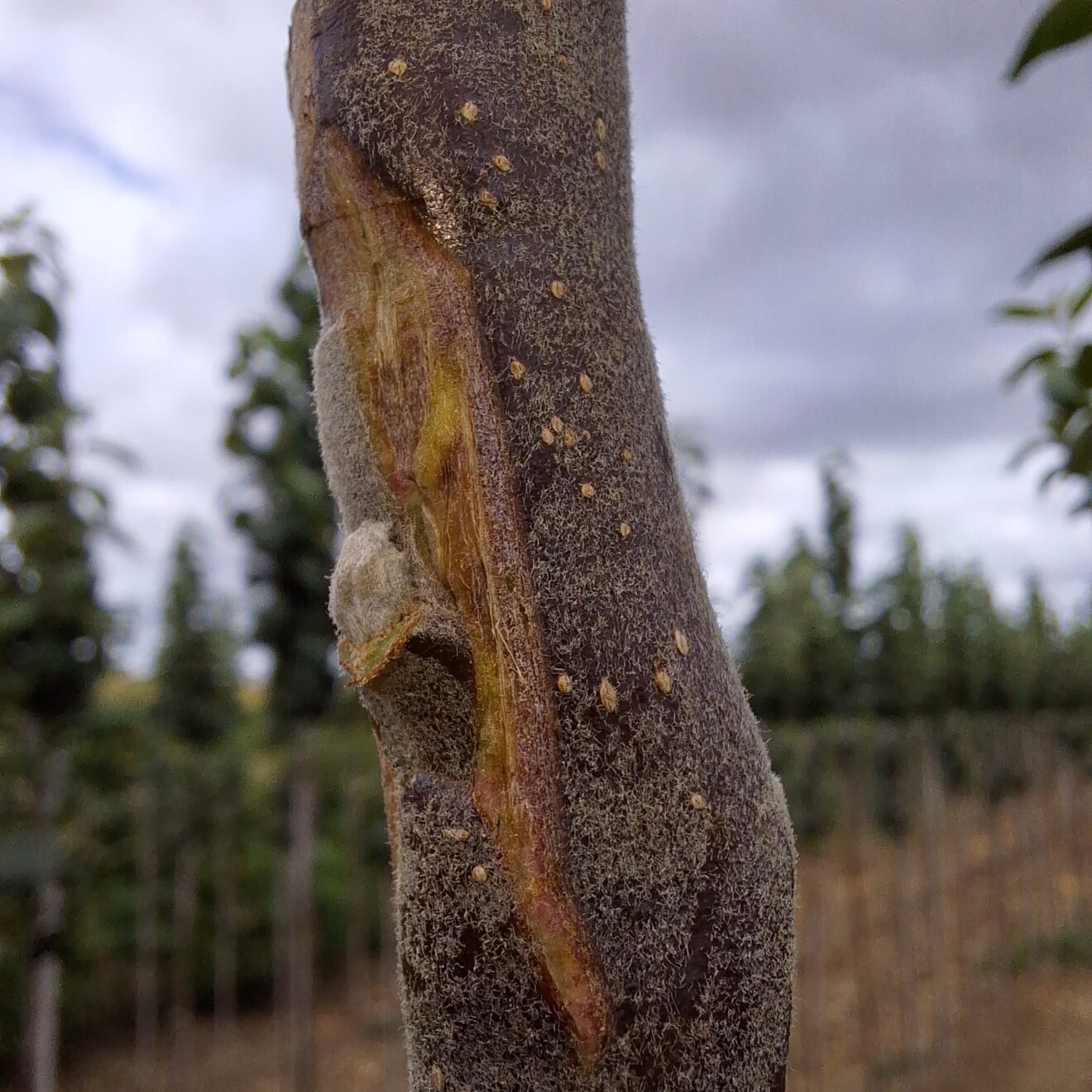 La demi-tige, une forme de fruitier qui demande patience et savoir ...