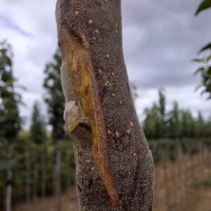 La demi-tige, une forme de fruitier qui demande patience et savoir ...