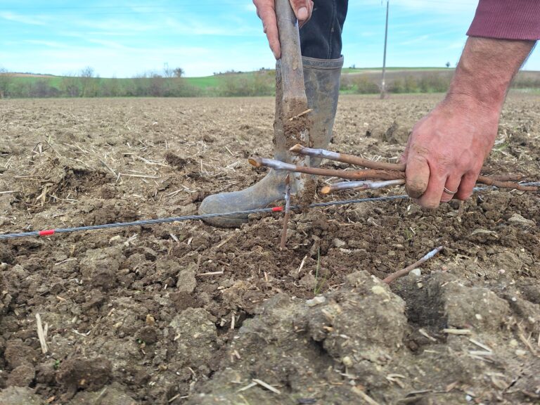 La demi-tige, une forme de fruitier qui demande patience et savoir ...