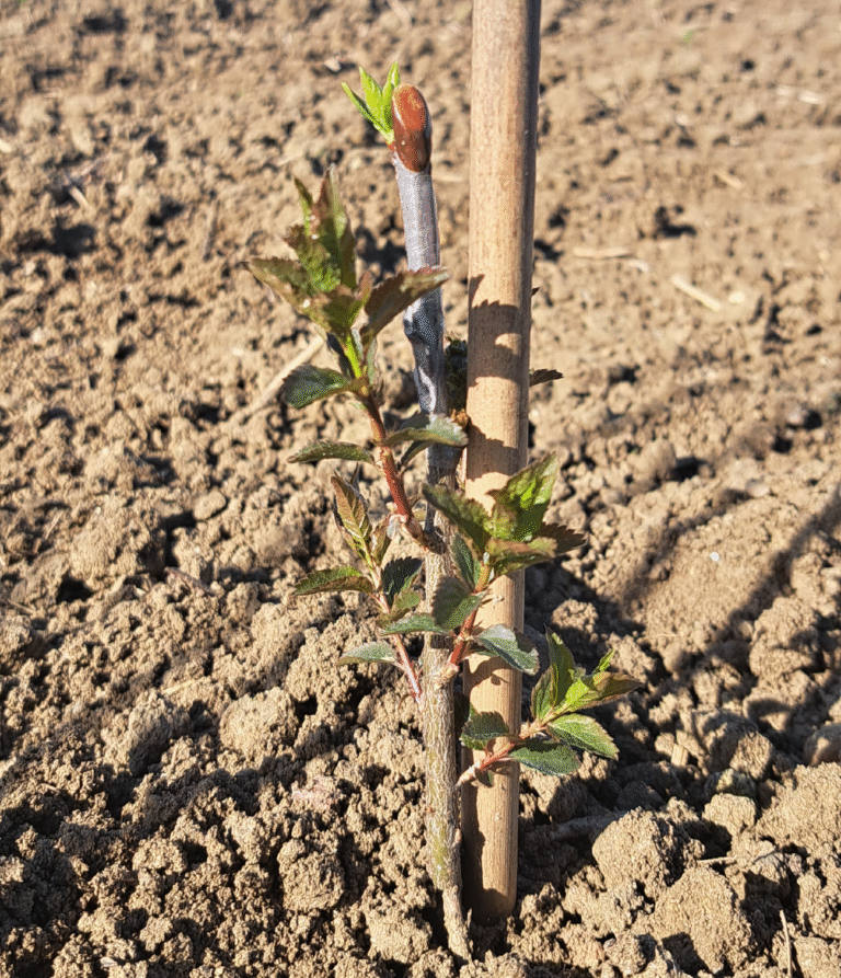 La demi-tige, une forme de fruitier qui demande patience et savoir ...